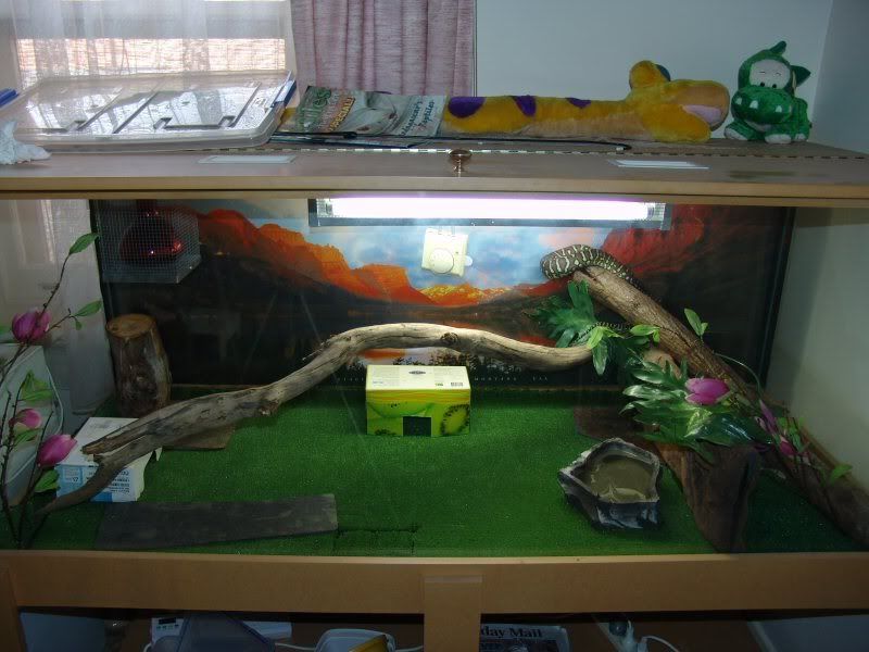 enclosure backgrounds | Aussie Pythons & Snakes Forum