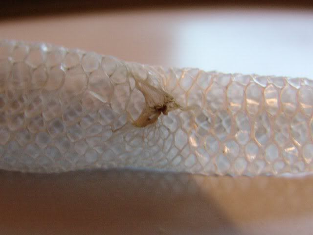 Sexing By Sheds (Sperm Plugs) | Aussie Pythons & Snakes Forum