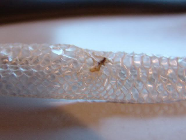 Sexing By Sheds (Sperm Plugs) | Aussie Pythons & Snakes Forum