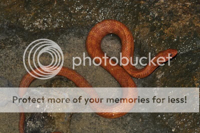 Time to liven up the forum a bit- - Field Herp Forum