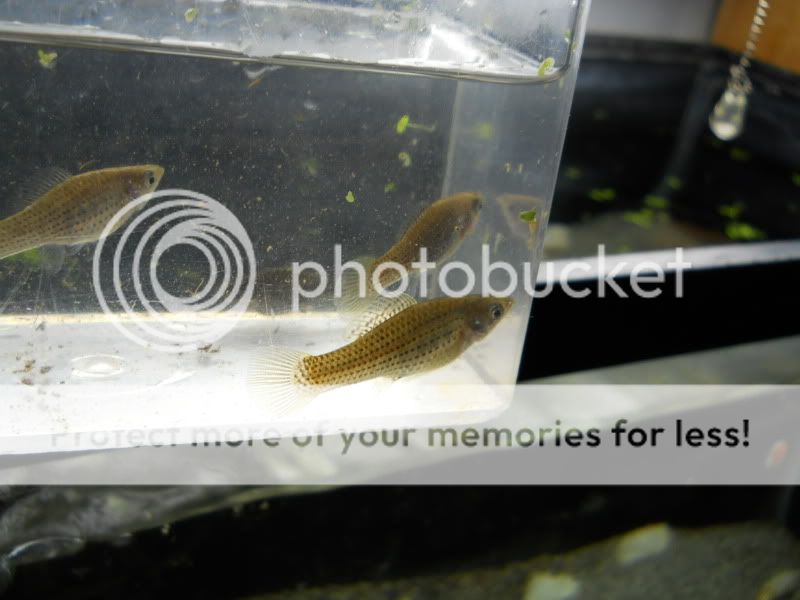 random pics, natives and more | AquariaCentral.com