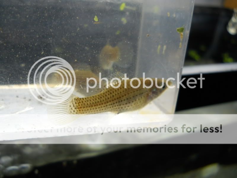 random pics, natives and more | AquariaCentral.com