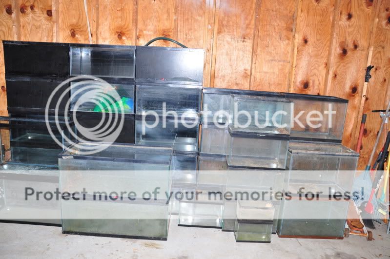 Garage fish room build....on a budget. | AquariaCentral.com