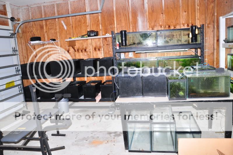 Garage fish room build....on a budget. | AquariaCentral.com