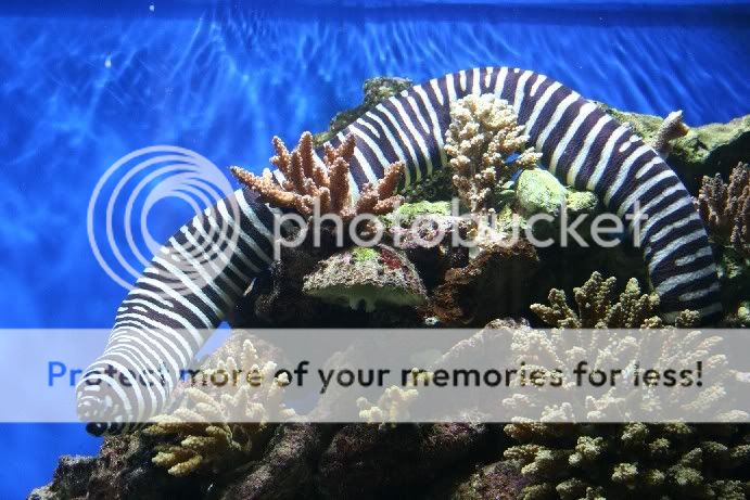 Zebra Eels? - Reef Central Online Community