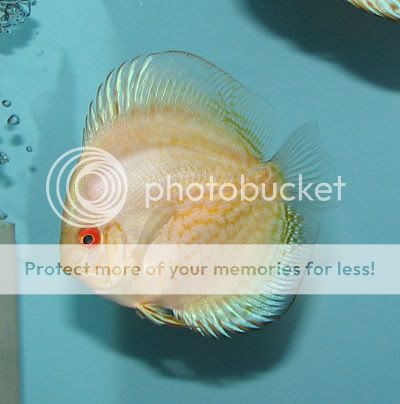 White Butterfly discus (white pigeons) | MonsterFishKeepers.com