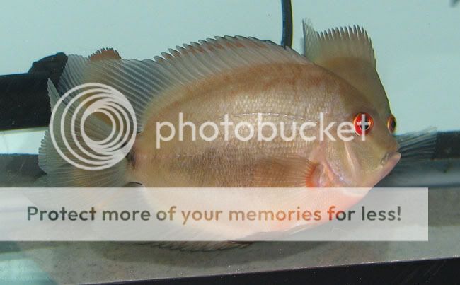 "orange" uaru ?? | Page 2 | MonsterFishKeepers.com