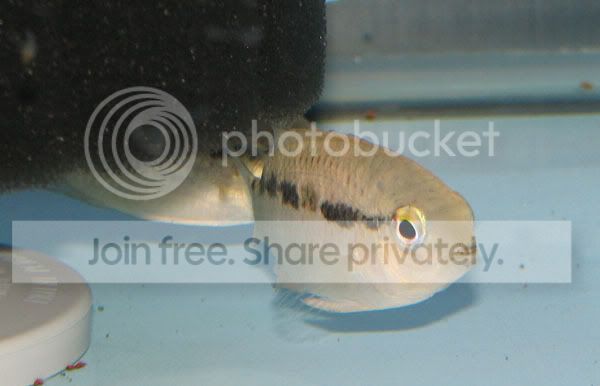Krobia xinguensis | MonsterFishKeepers.com