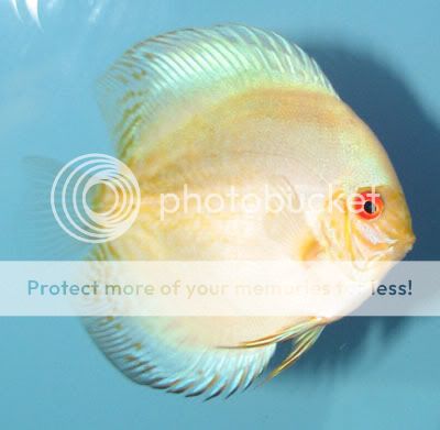White Butterfly discus (white pigeons) | MonsterFishKeepers.com