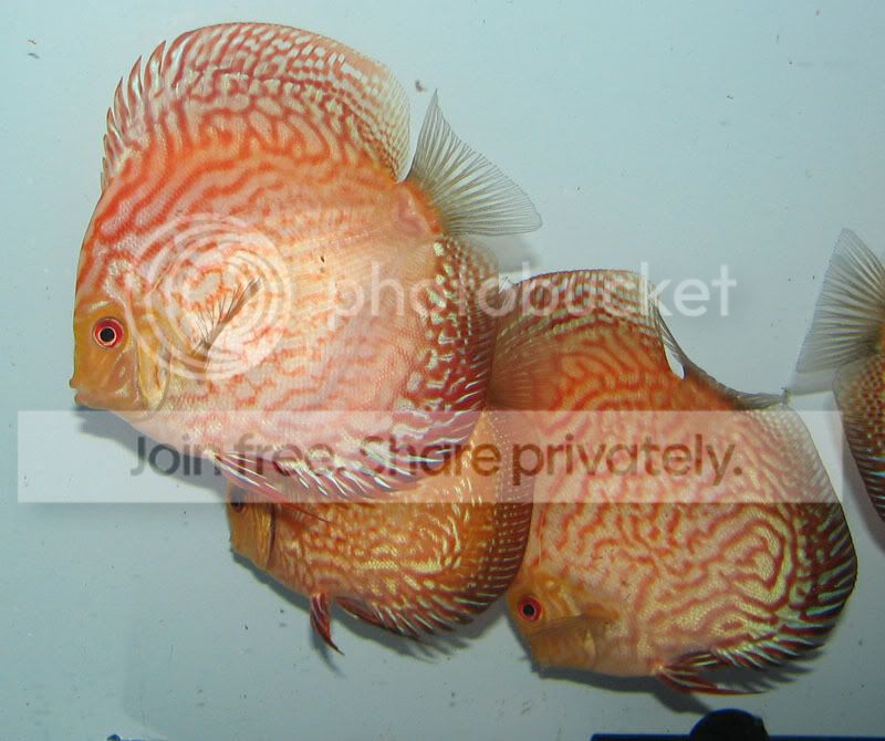 black spots on disucs? | MonsterFishKeepers.com