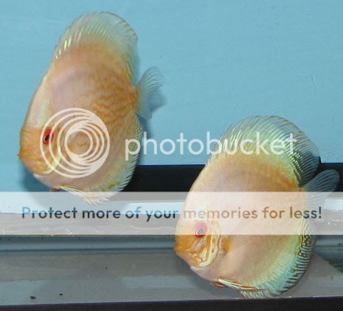 White Butterfly discus (white pigeons) | MonsterFishKeepers.com