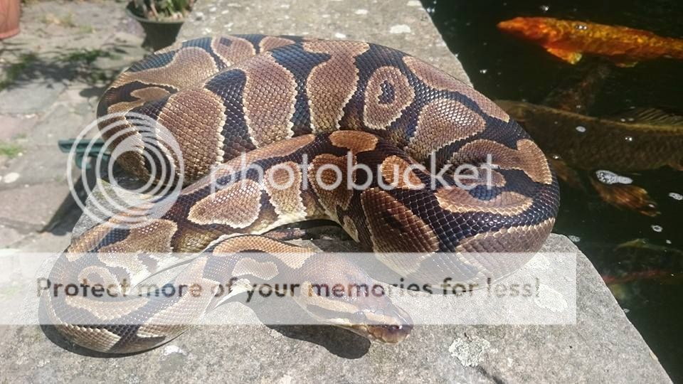 SE England - Royal Pythons for sale - s.e.london | Reptile Forums