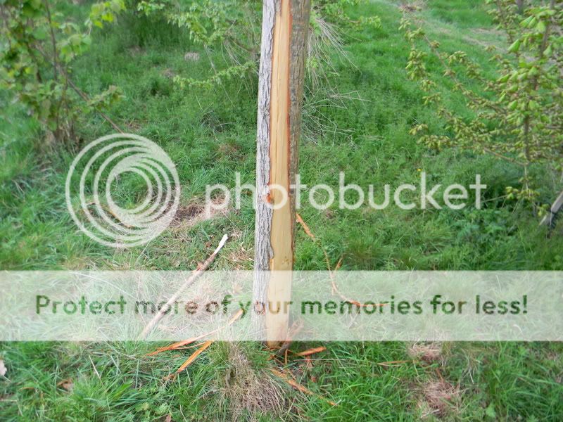 tree damage | The Stalking Directory