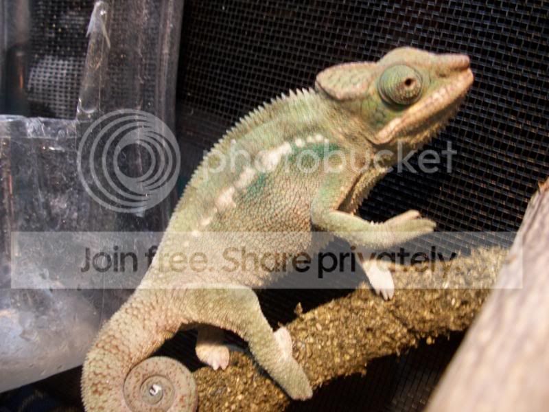 Help! Found Blood | Chameleon Forums