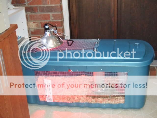 Plastic Tote Brooder | BackYard Chickens - Learn How to Raise Chickens