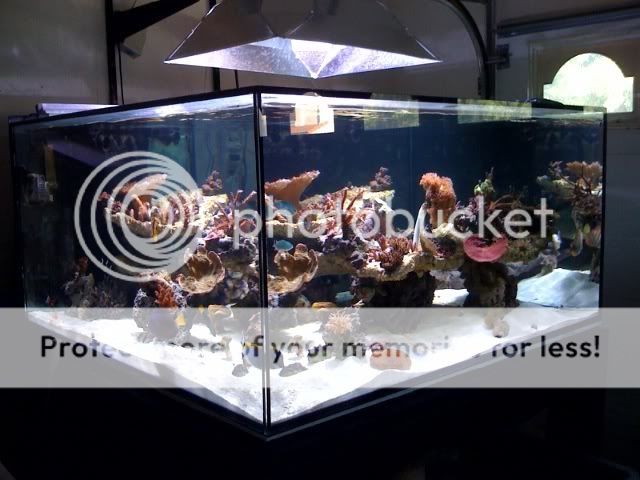 New 48x48x24 glass tank is Here - Page 3 - Reef Central Online Community
