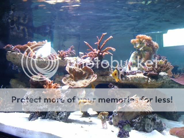 New 48x48x24 glass tank is Here - Page 3 - Reef Central Online Community