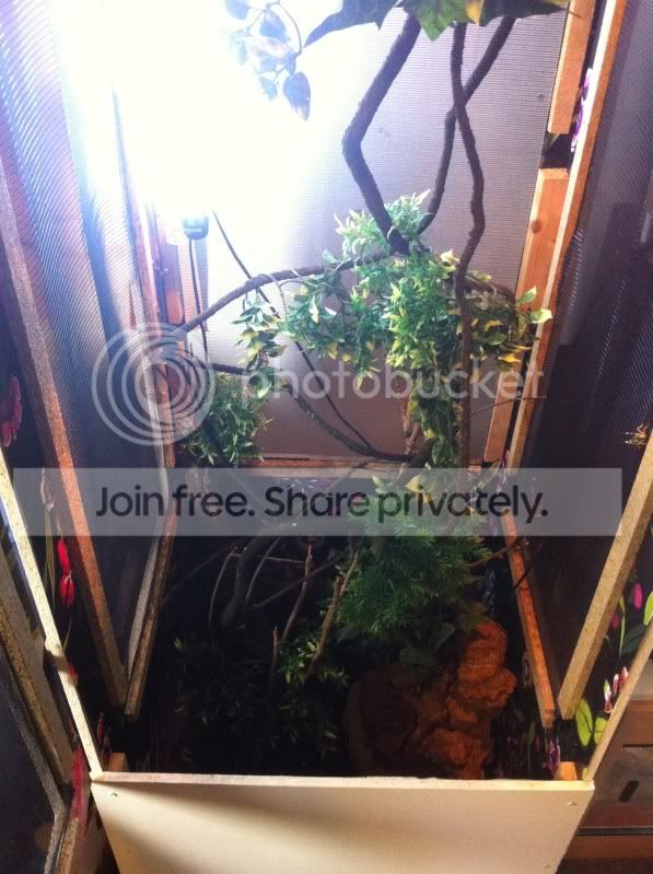 Chameleon set ups | Reptile Forums