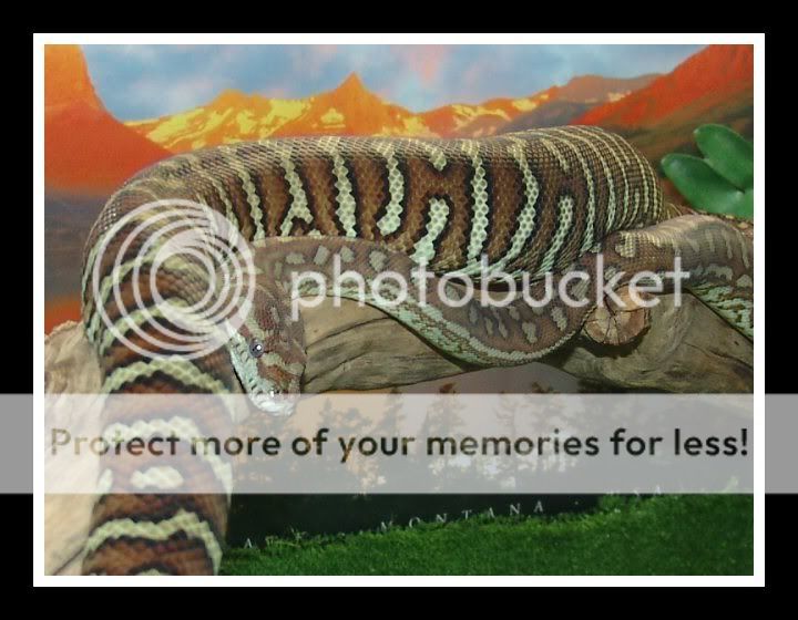 Big Fat Rat Guts (Pic) | Aussie Pythons & Snakes Forum