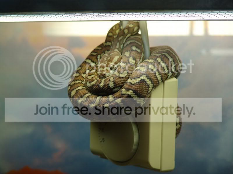 how to tell if your snakes fat? | Aussie Pythons & Snakes Forum