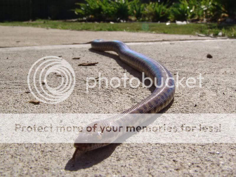 how to tell if your snakes fat? | Aussie Pythons & Snakes Forum